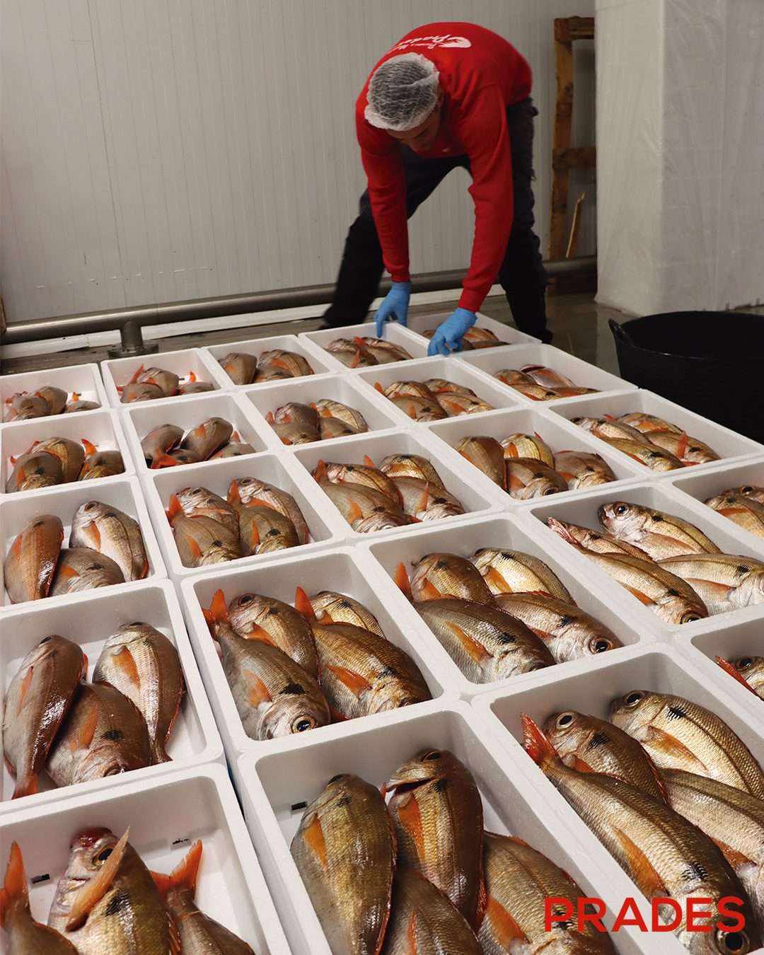 ¡Características de Besugo: El Rey de los Pescados! - Grupo Prades